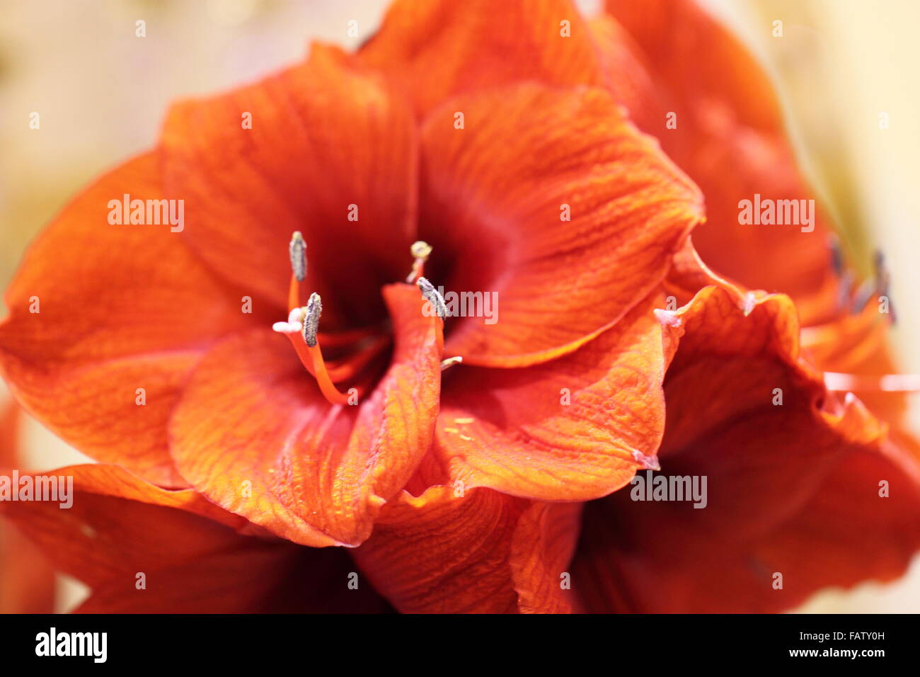 Beautiful Lilium, Liliaceae flower Stock Photo - Alamy
