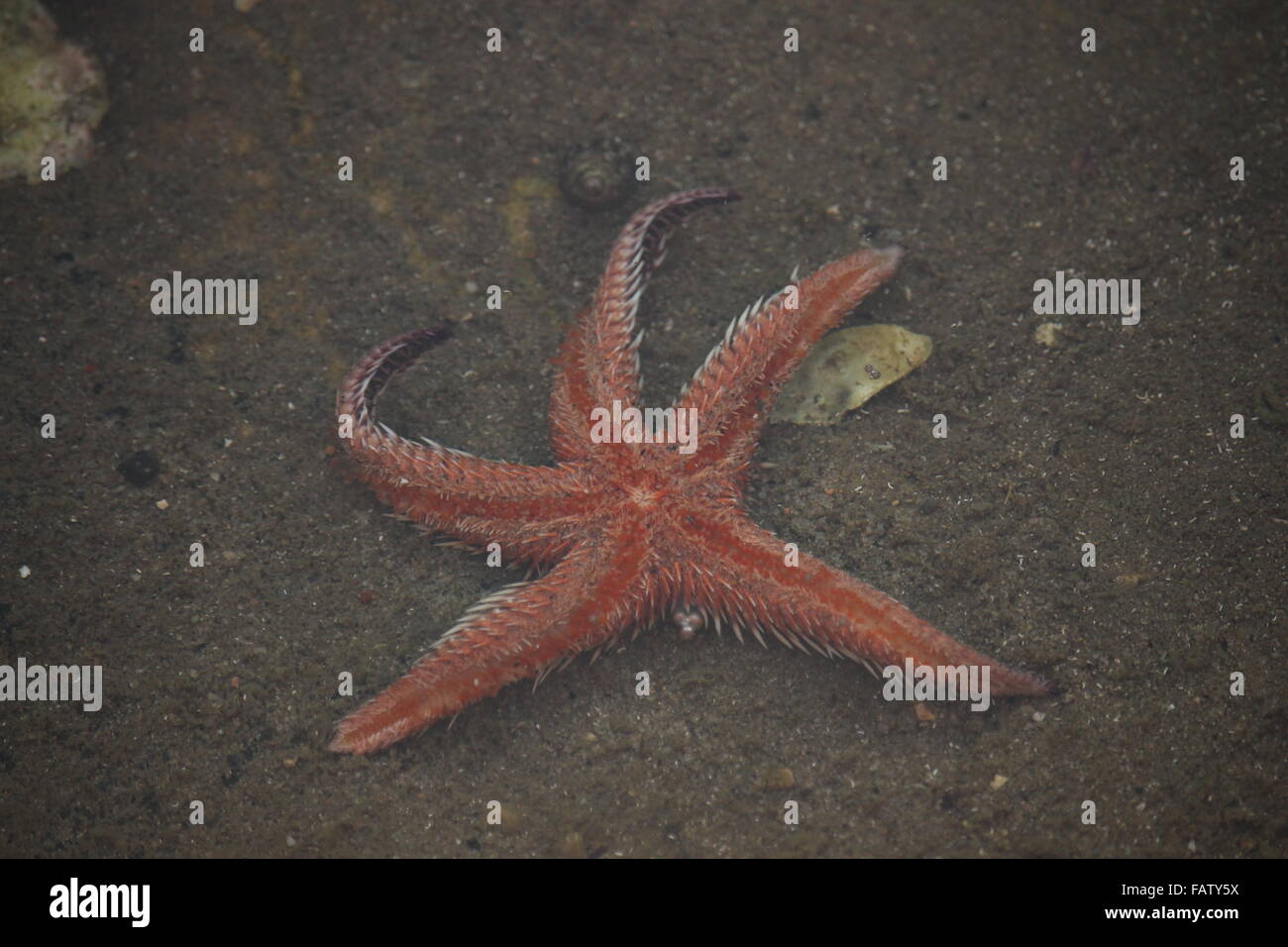 Curved star hi-res stock photography and images - Alamy