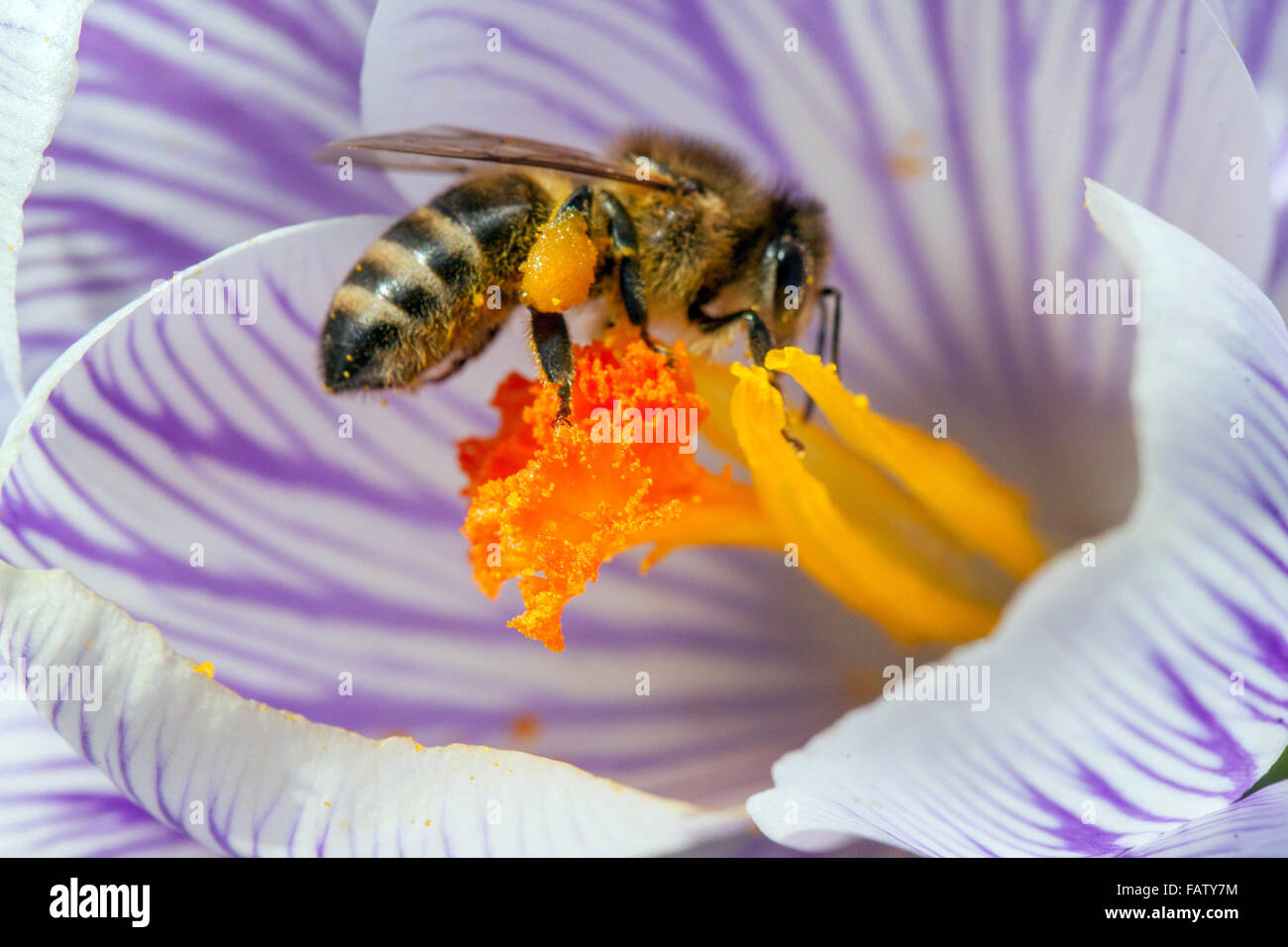 Heavy flowering hi-res stock photography and images - Alamy