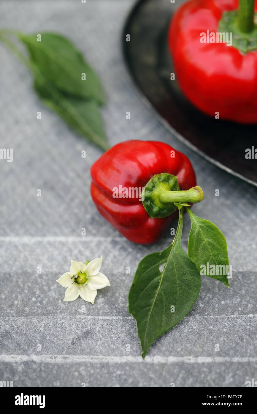 Old pepper rock hi-res stock photography and images - Alamy