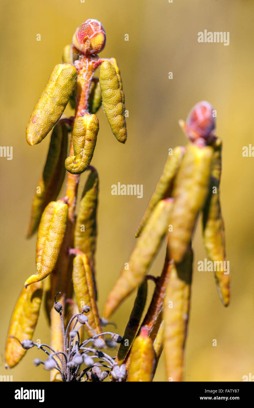Ledum groenlandicum "Compactum", Labrador Tea, shrub with leaves in ...