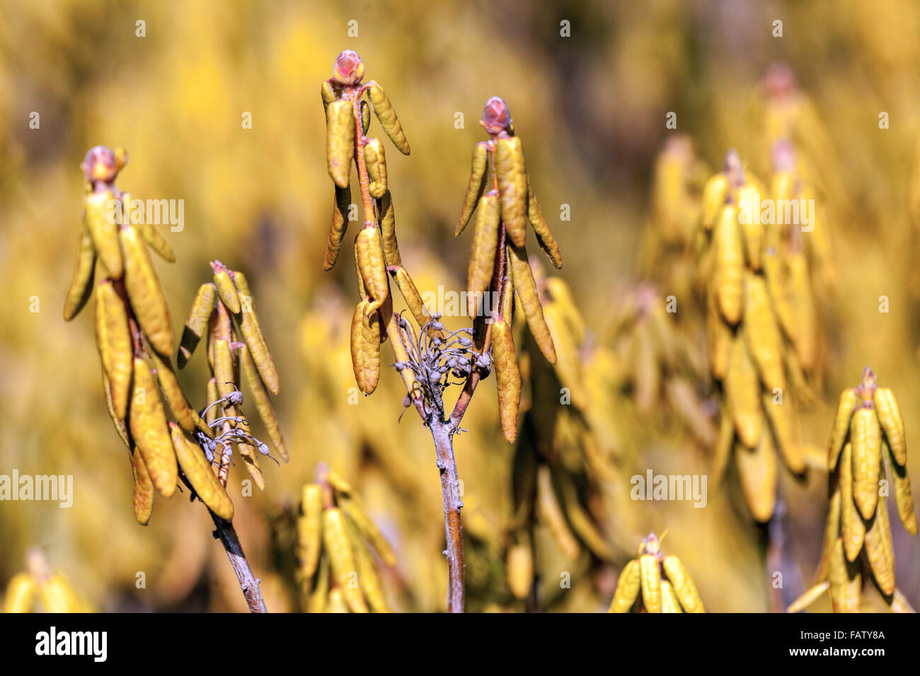 Labrador tea plant hi-res stock photography and images - Alamy