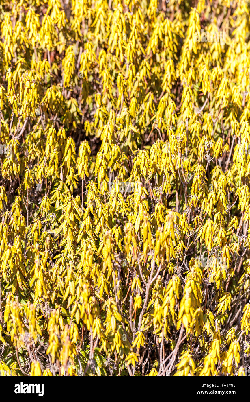 Labrador tea plant hi-res stock photography and images - Alamy