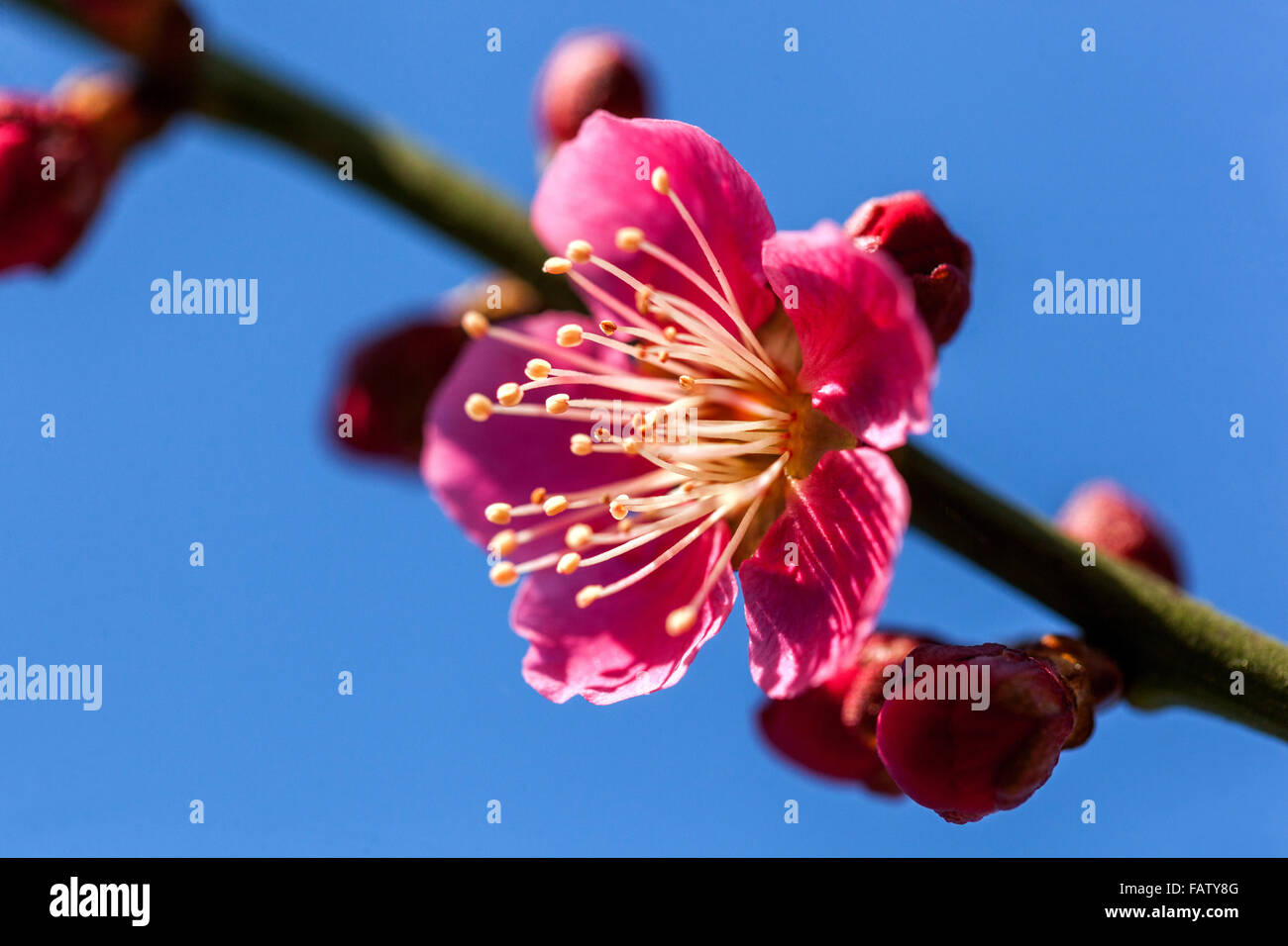 Prunus mume Prunus Beni Chidori, Chinese plum or Japanese apricot close ...
