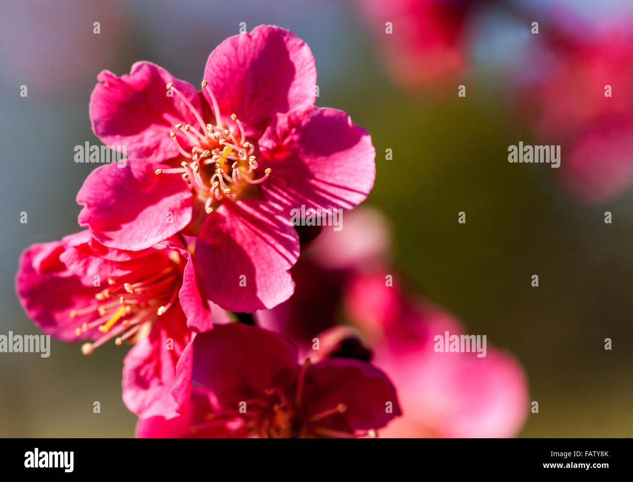 Prunus mume beni chidori flowers hi-res stock photography and images ...