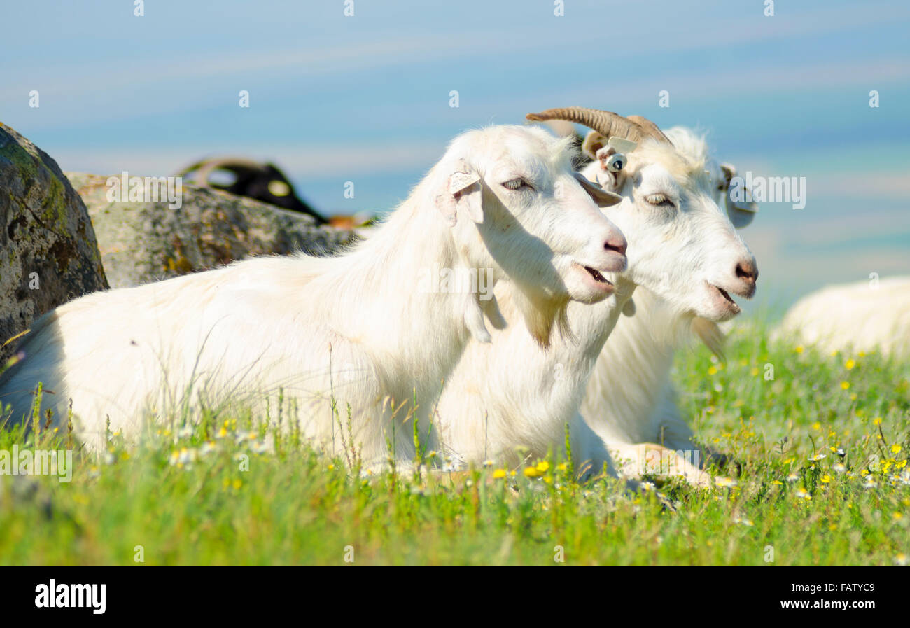 two white goats standing side by side Stock Photo - Alamy