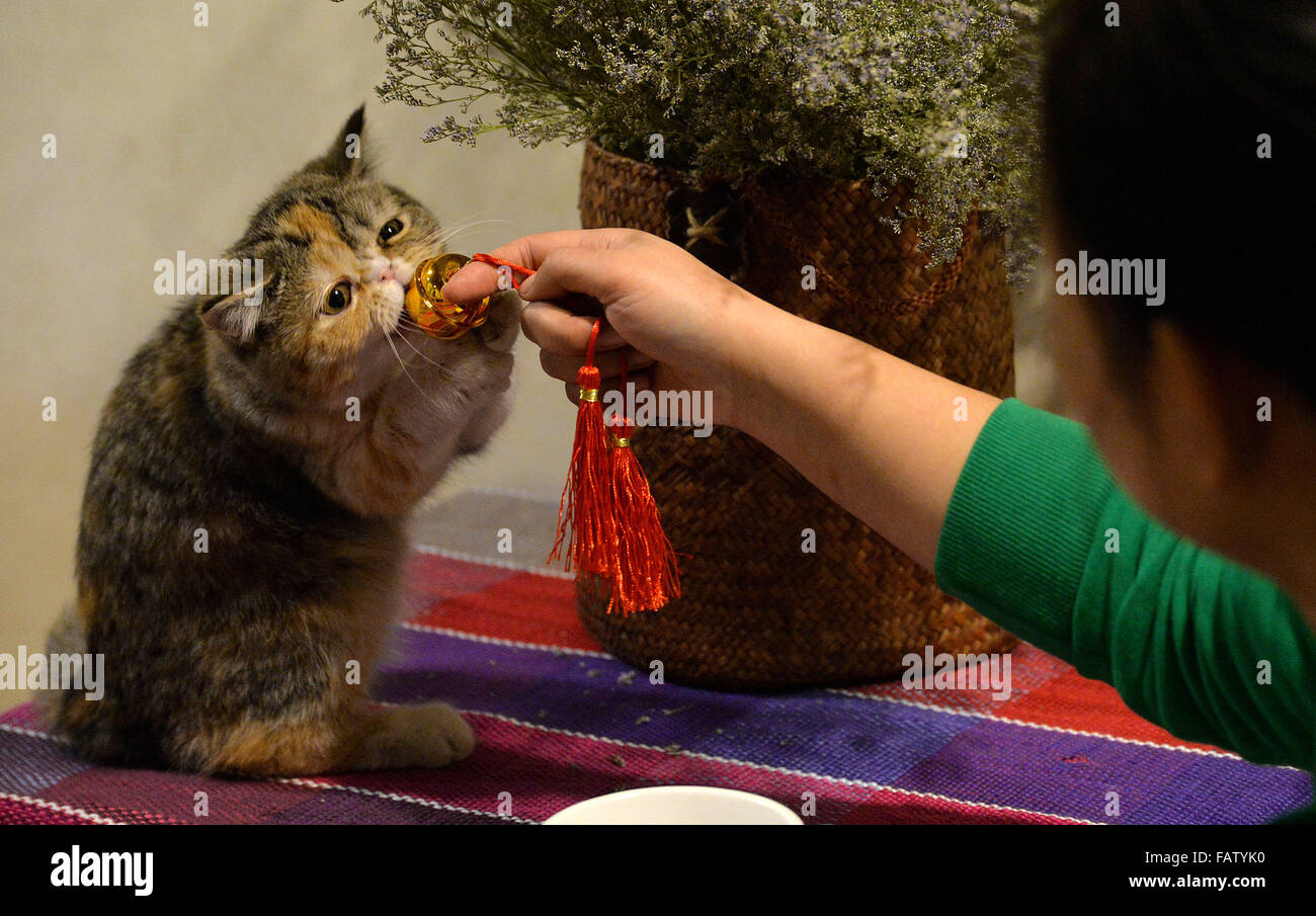 Handan, China. 4th Jan, 2016. A kitten frolics at the cat cafe Miaocafe ...