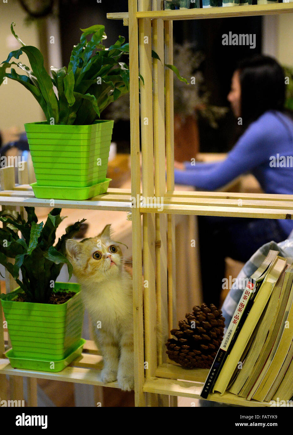 Handan, China. 4th Jan, 2016. A kitten frolics at the cat cafe Miaocafe ...