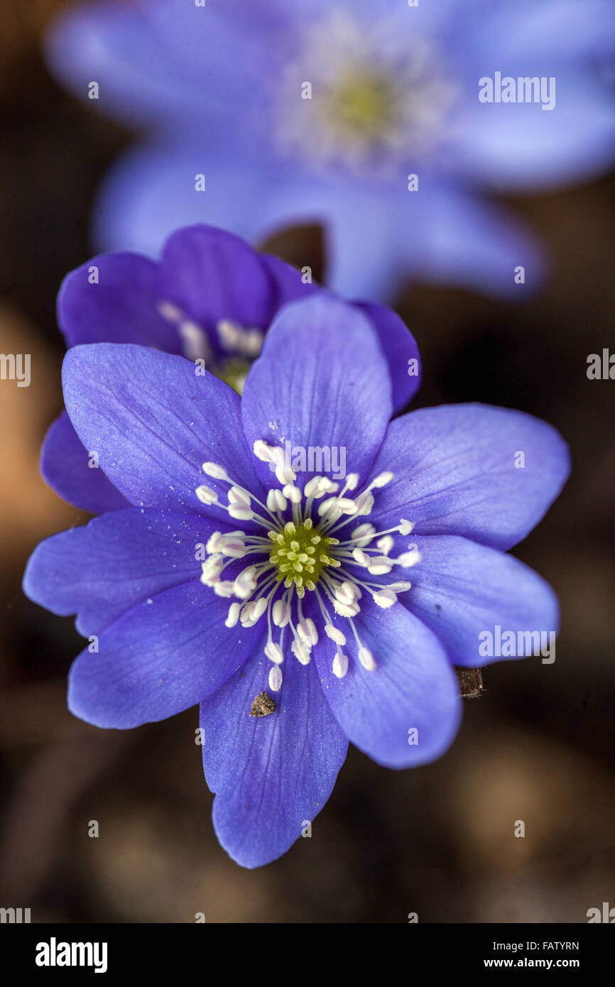 Kidneywort, Liverwort blue spring flowers Hepatica nobilis Stock Photo ...