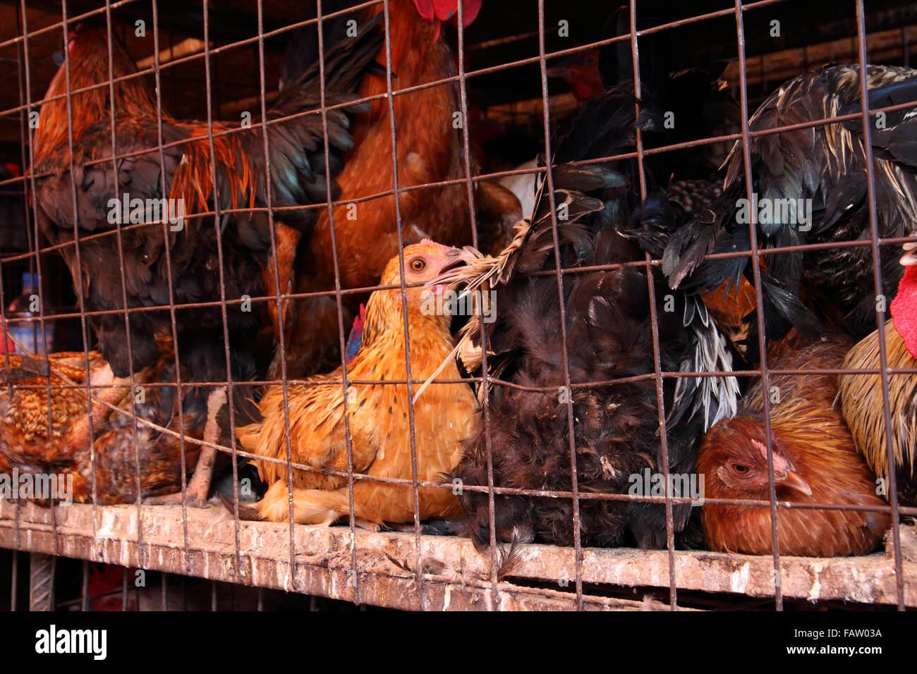 A chicken looks scarily at the camera while caged with other chickens ...