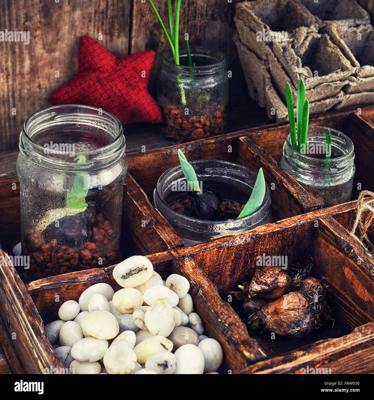 Bulbs and plant shoots and spring flowers in wooden box Stock Photo - Alamy