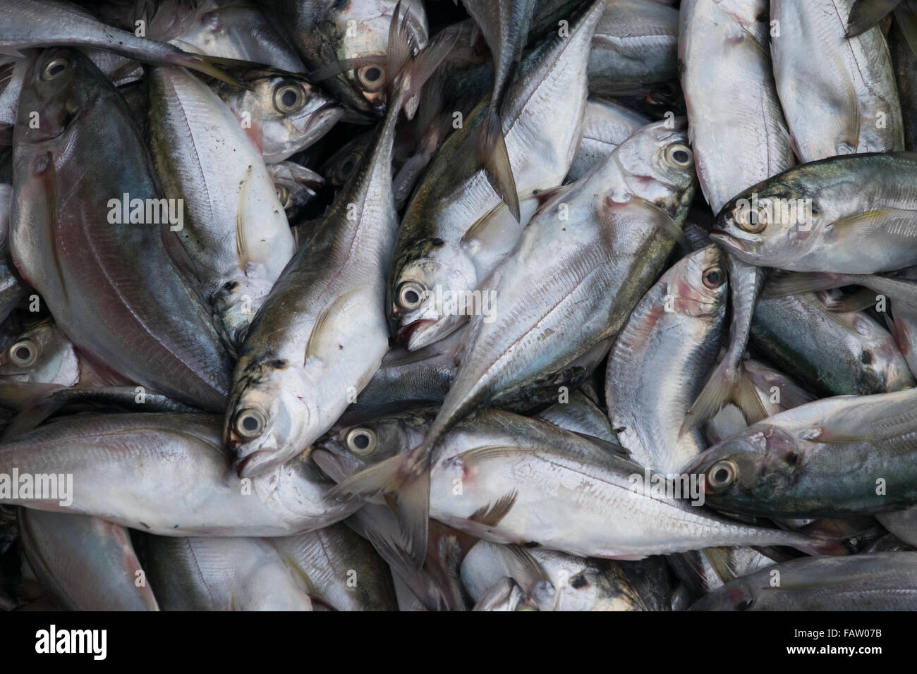 Finny scad hi-res stock photography and images - Alamy