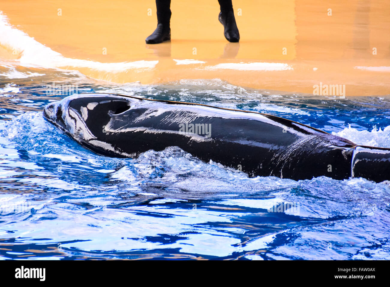 Mammal Orca Killer Whale Fish Stock Photo - Alamy