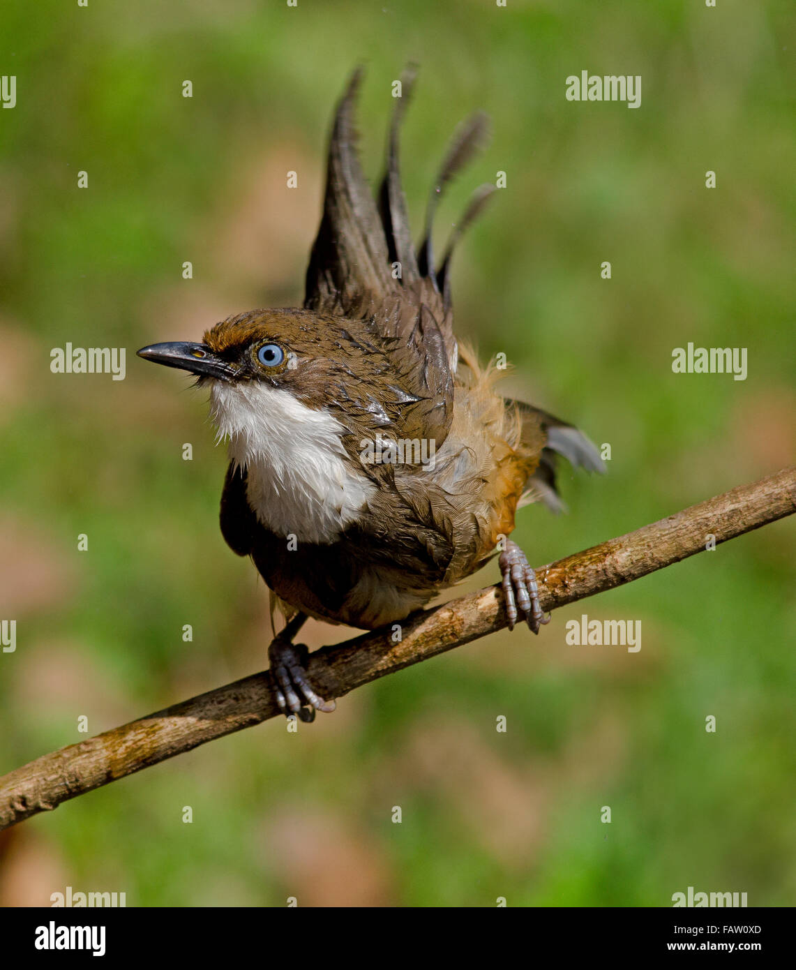 beautiful bird with blue eyes Stock Photo - Alamy
