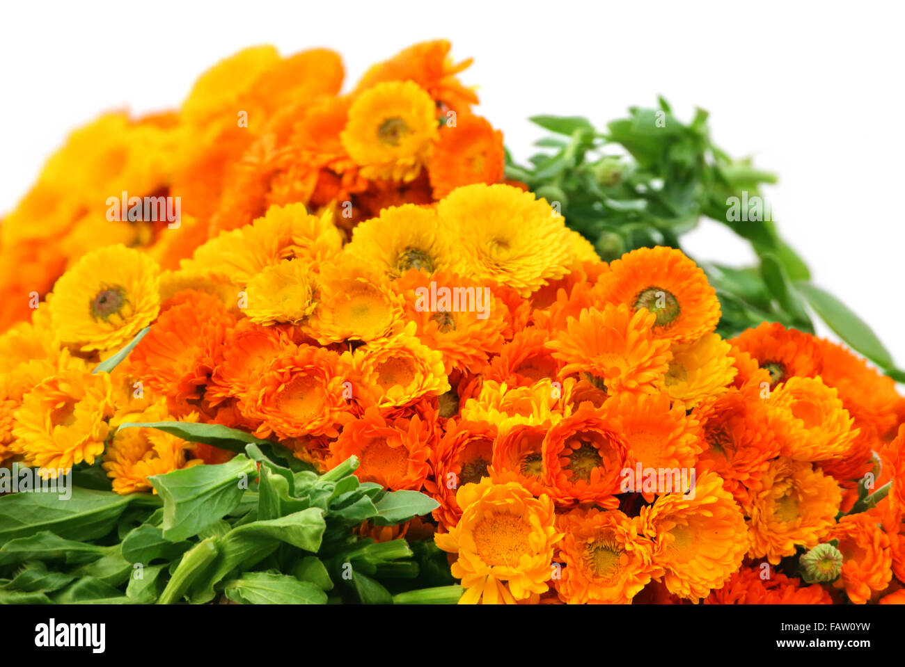 Large bunch of calendula over white background Stock Photo - Alamy