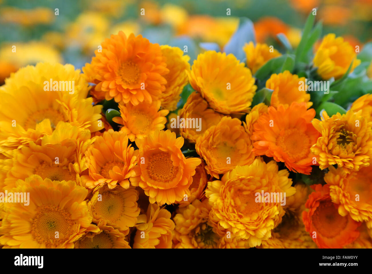 Field marigold calendula arvensis hi-res stock photography and images ...