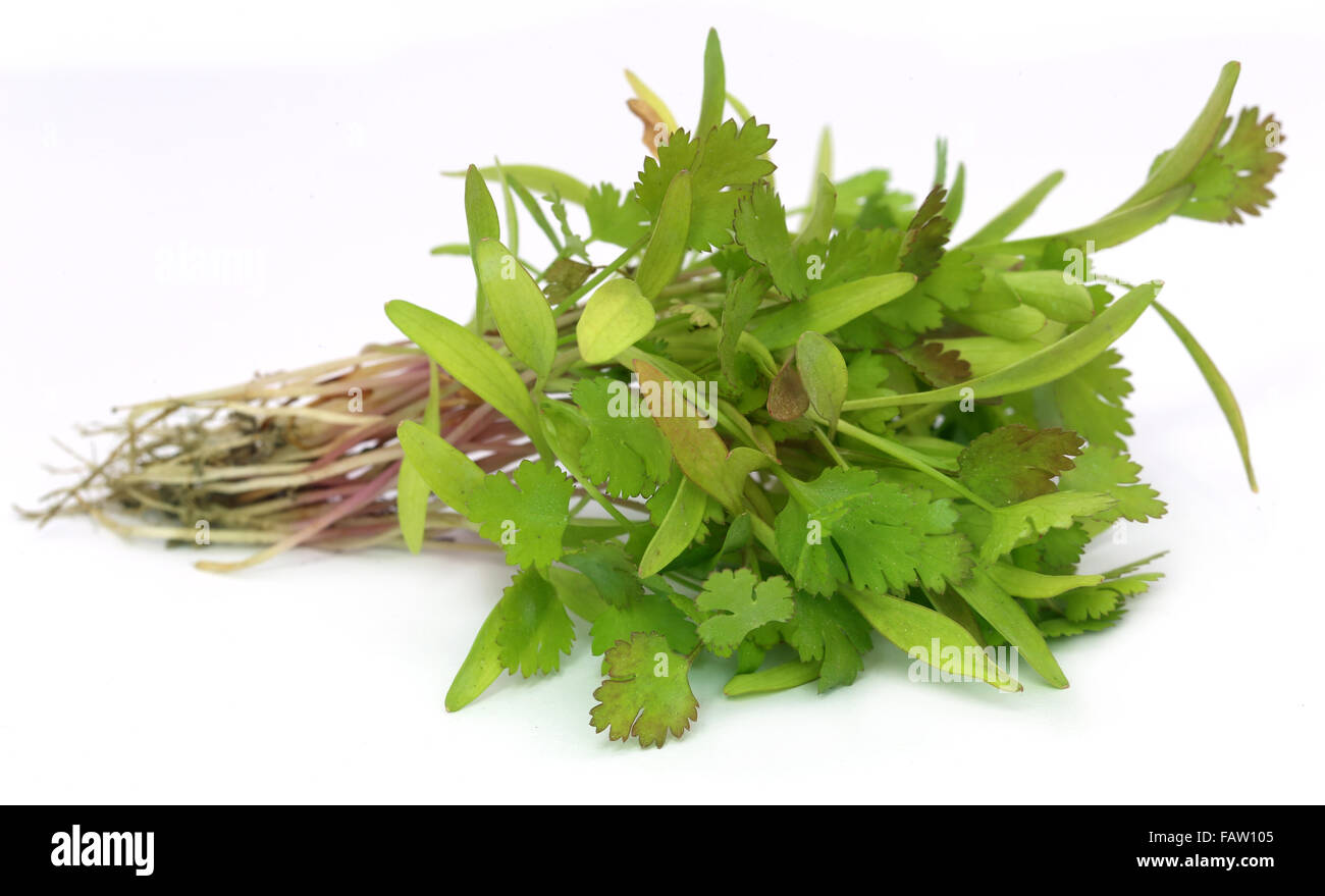 Bunch of coriander seedling over white background Stock Photo - Alamy