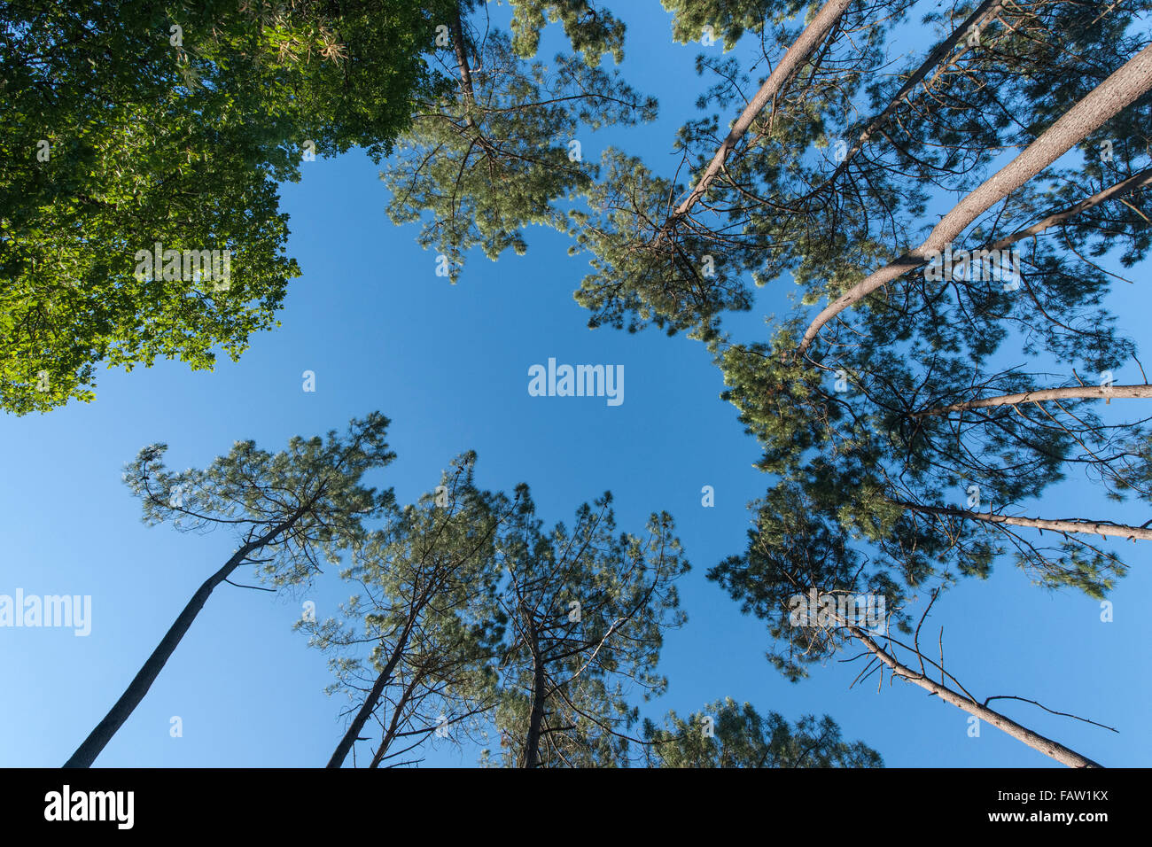 Sky and trees view hi-res stock photography and images - Alamy