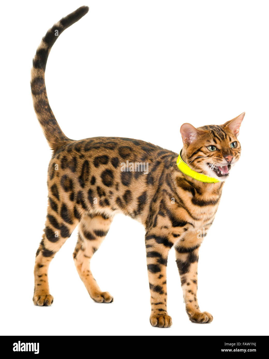 Bengal Cat Adult Domestic Stock Photos & Bengal Cat Adult Domestic ...