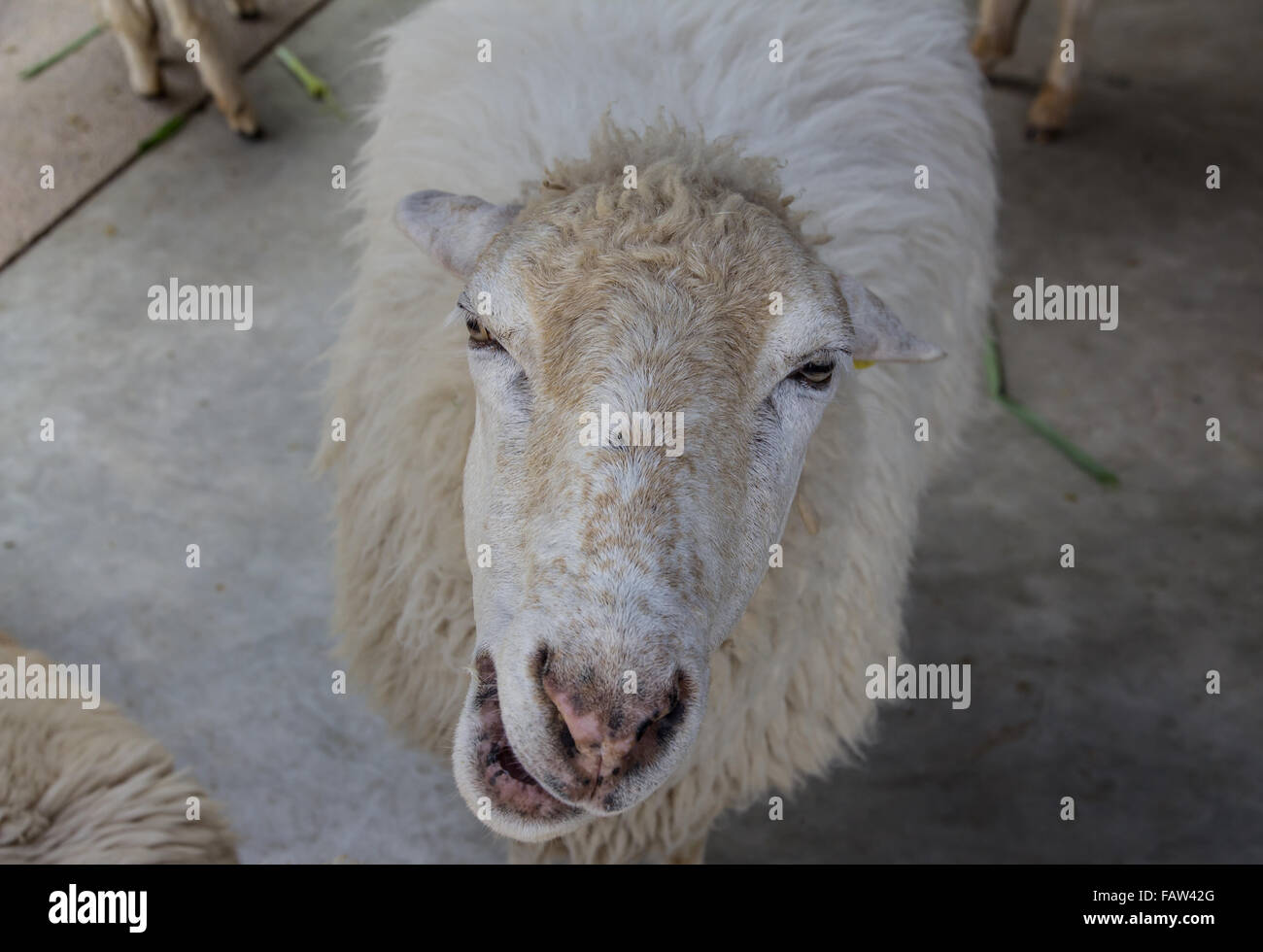 Sheep cane hi-res stock photography and images - Alamy