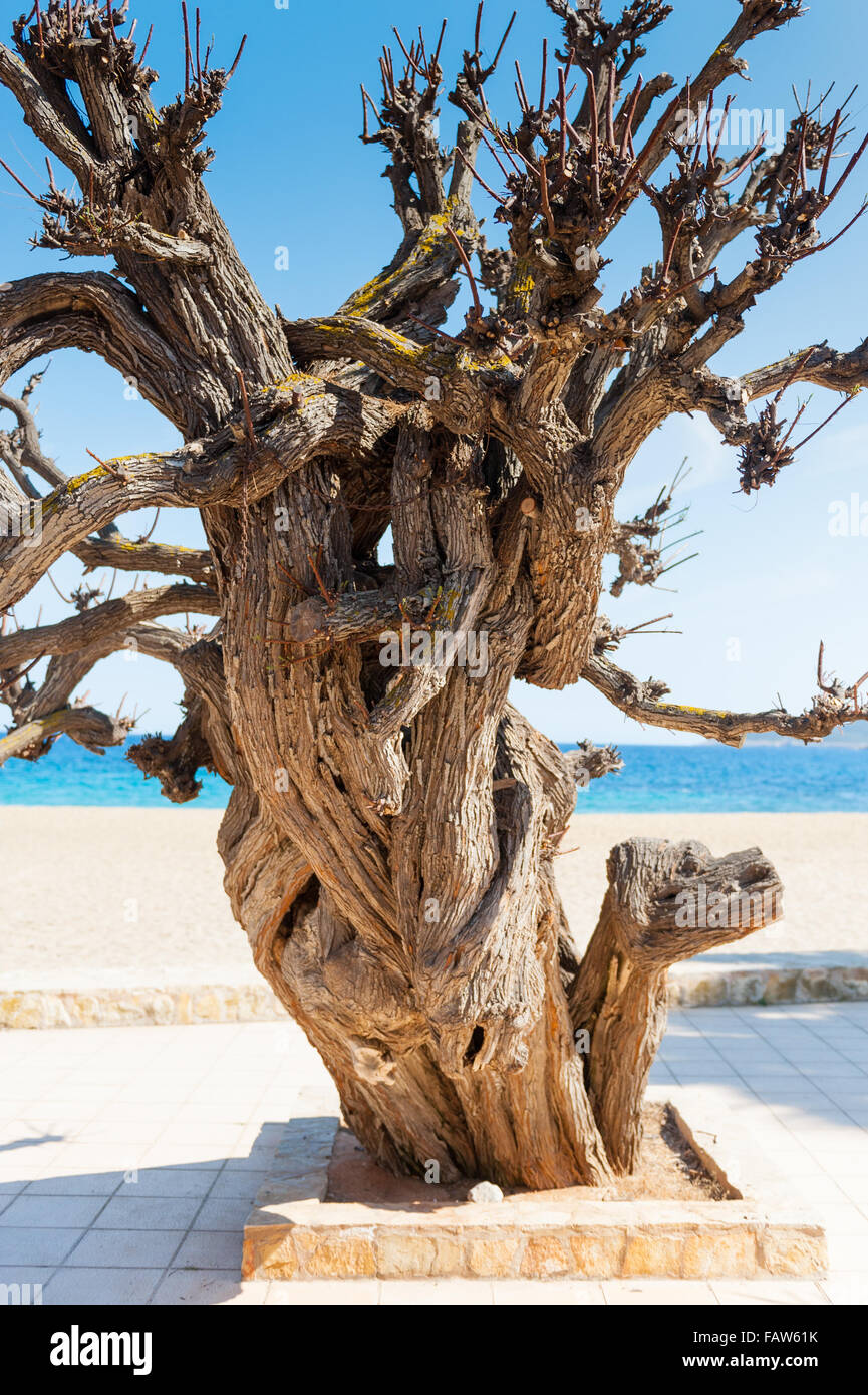Beautiful old tree on the beach in Ibiza Island, Balearic Islands,Spain ...