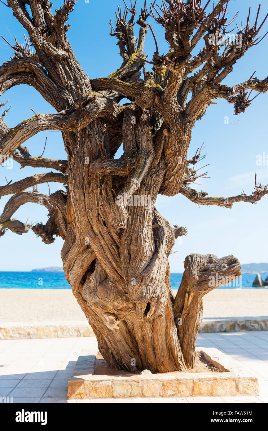 Beautiful old tree on the beach in Ibiza Island, Balearic Islands,Spain ...