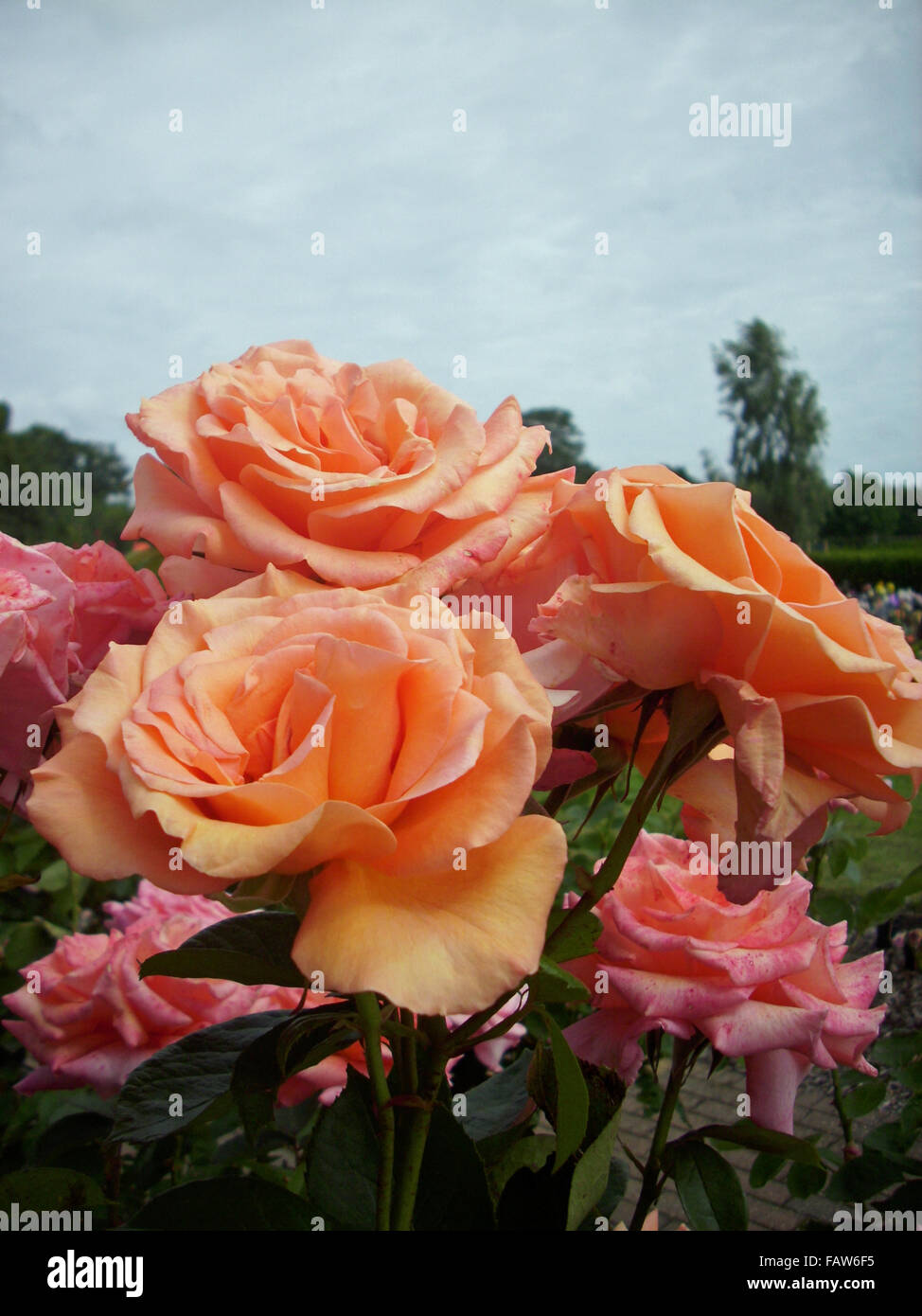 Standard roses hi-res stock photography and images - Alamy