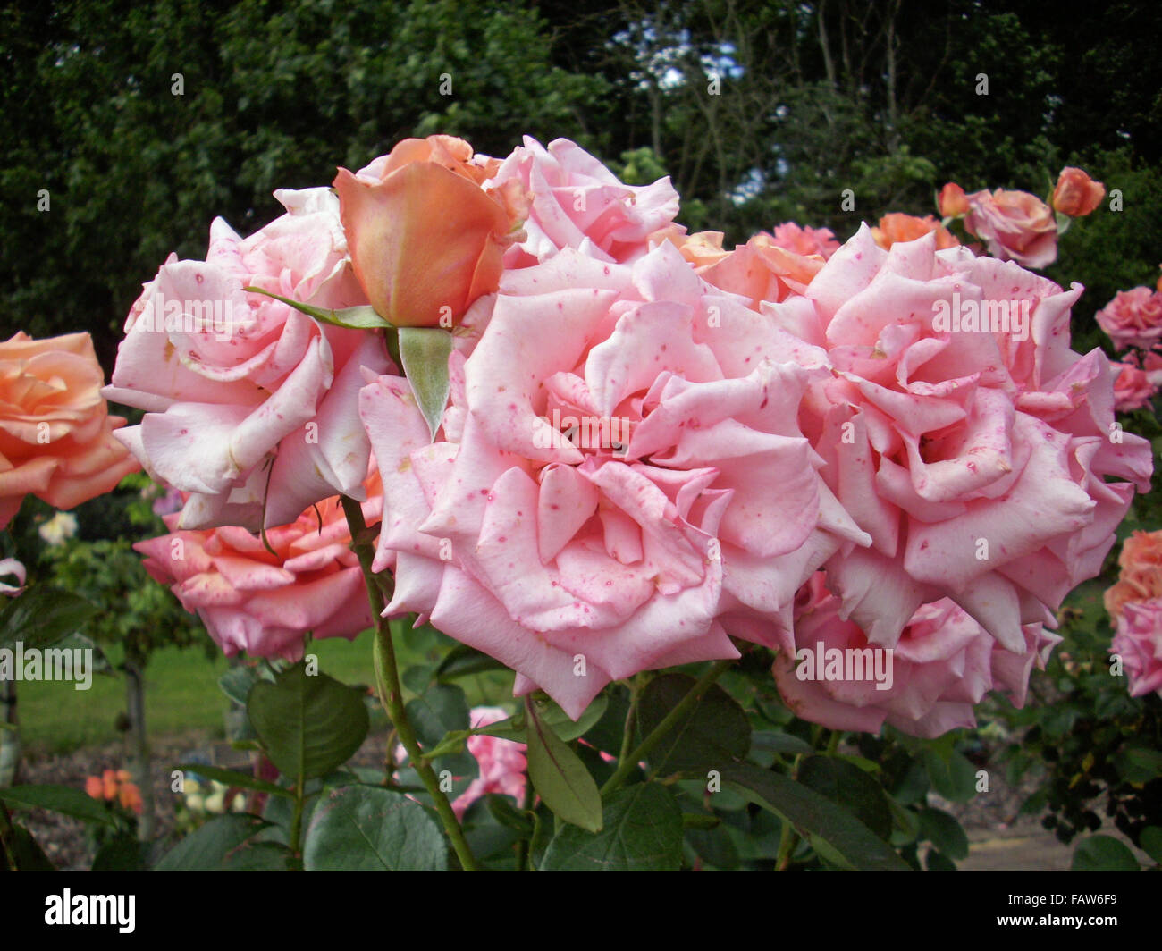 Pink standard rose flowers Stock Photo - Alamy