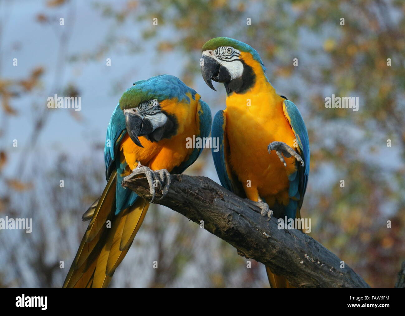 South American Blue and yellow macaw (Ara ararauna) portrait Stock Photo - Alamy