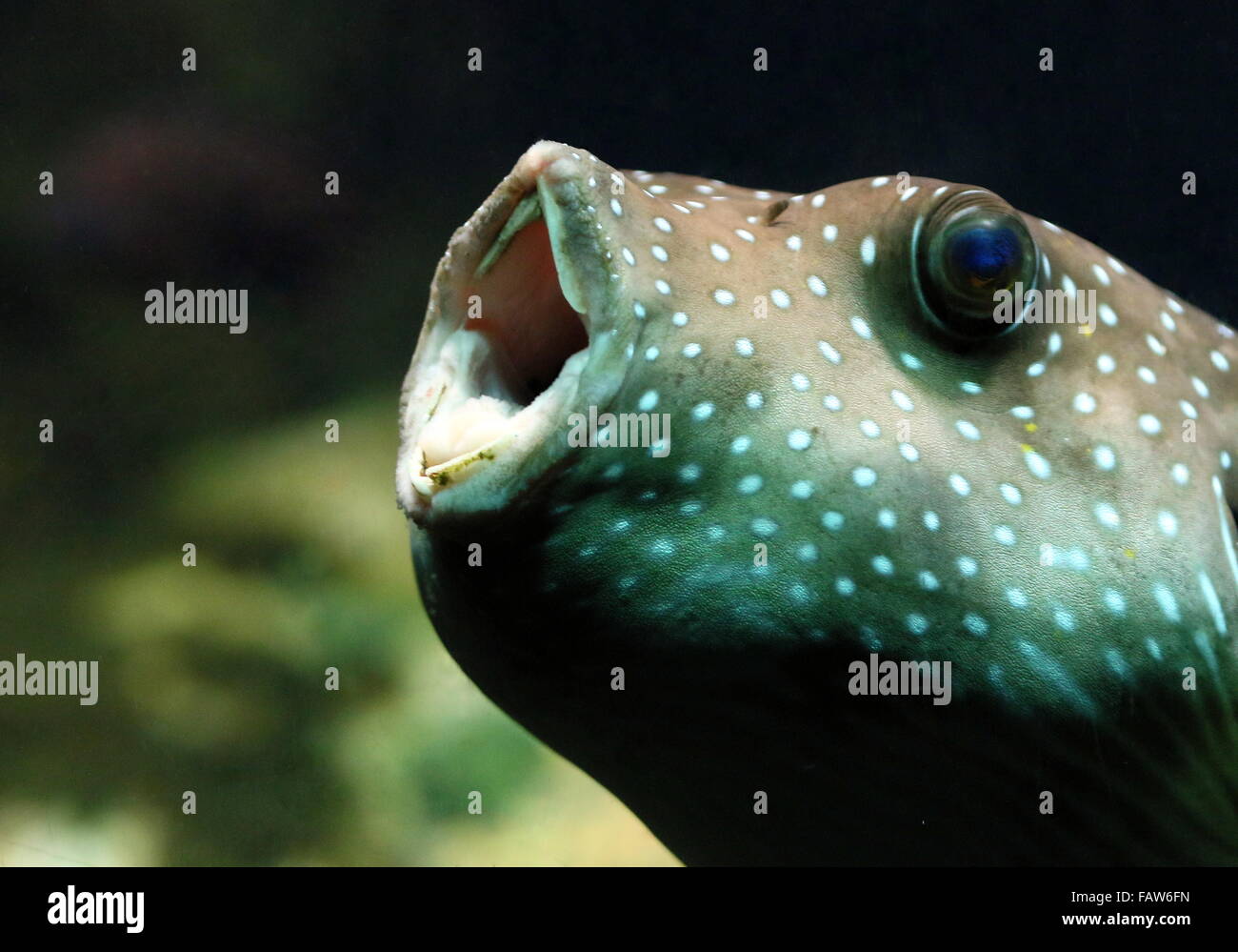 White-spotted puffer fish (Arothron hispidus), native to the Red Sea ...