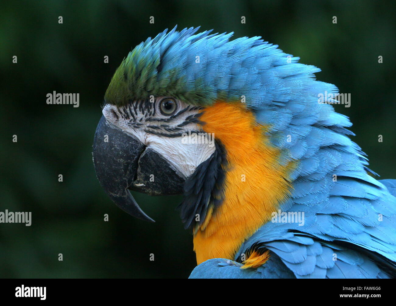 South American Blue and yellow macaw (Ara ararauna) portrait Stock ...