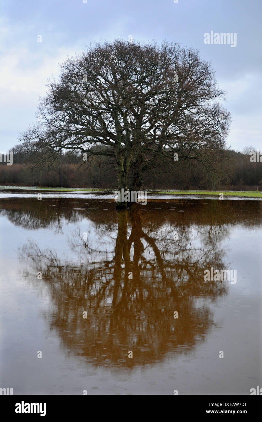 Hellingly, Sussex, UK. 5th January, 2016. Trees are reflected in ...