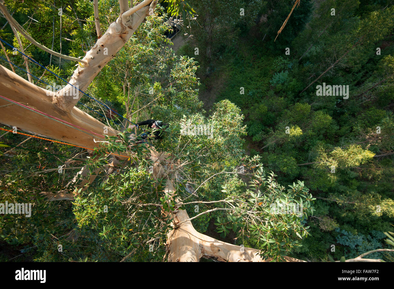 Coimbra, Portugal. 26th Sept, 2015. Syd Howells in the branches. A team ...