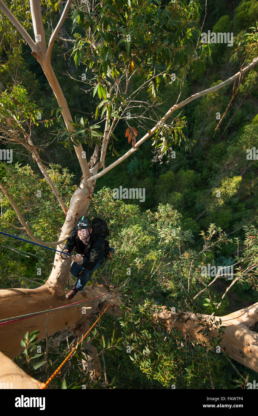 Coimbra, Portugal. 26th Sept, 2015. Syd Howells in the branches. A team ...