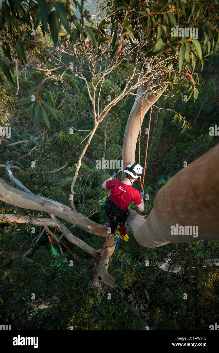 Tallest climbing tree hi-res stock photography and images - Alamy