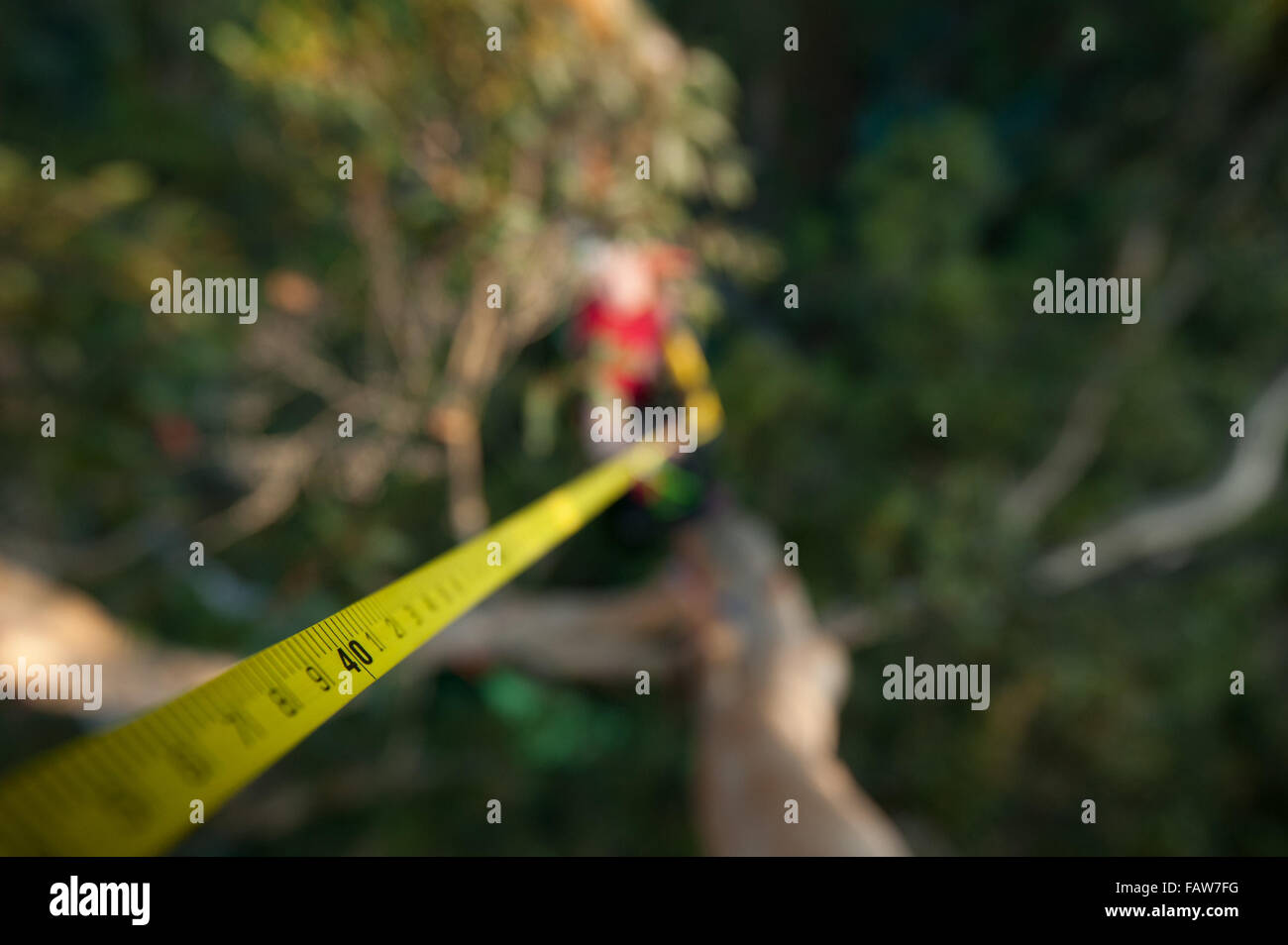 British eucalyptus tree hi-res stock photography and images - Alamy