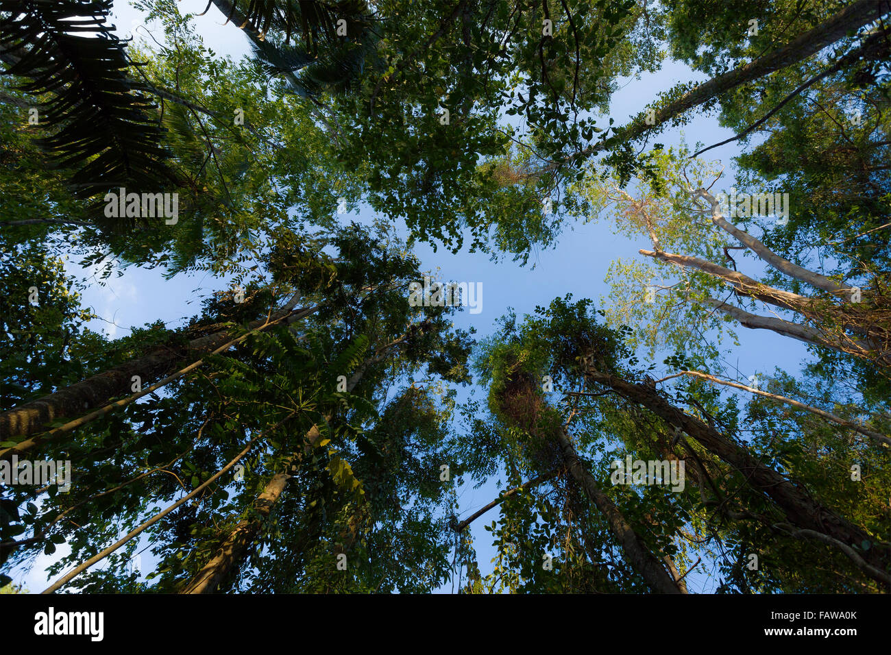 wide ground view of treetops in the rain forrest north sulawesi ...