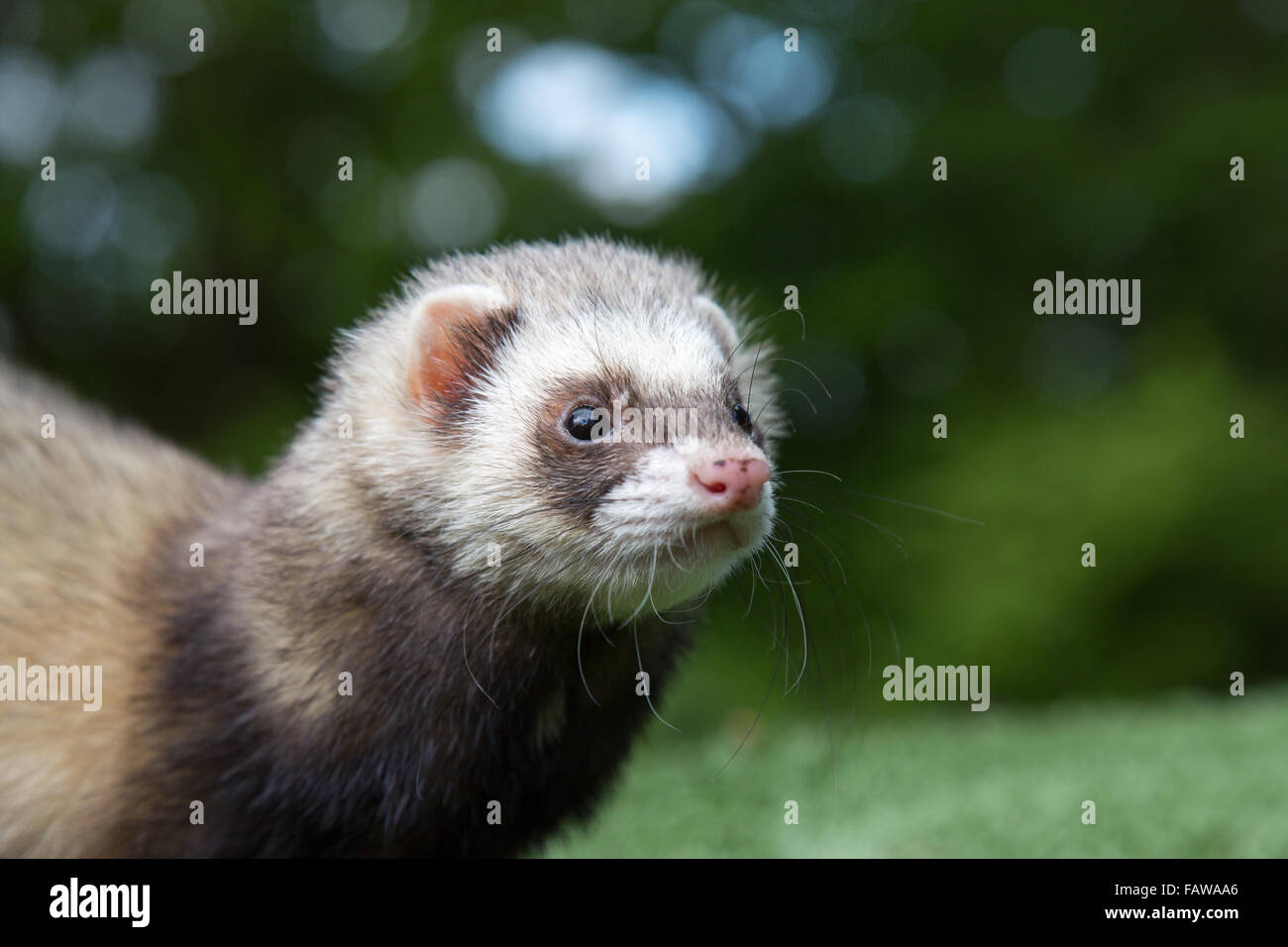 Mustela putorius furo hi-res stock photography and images - Alamy