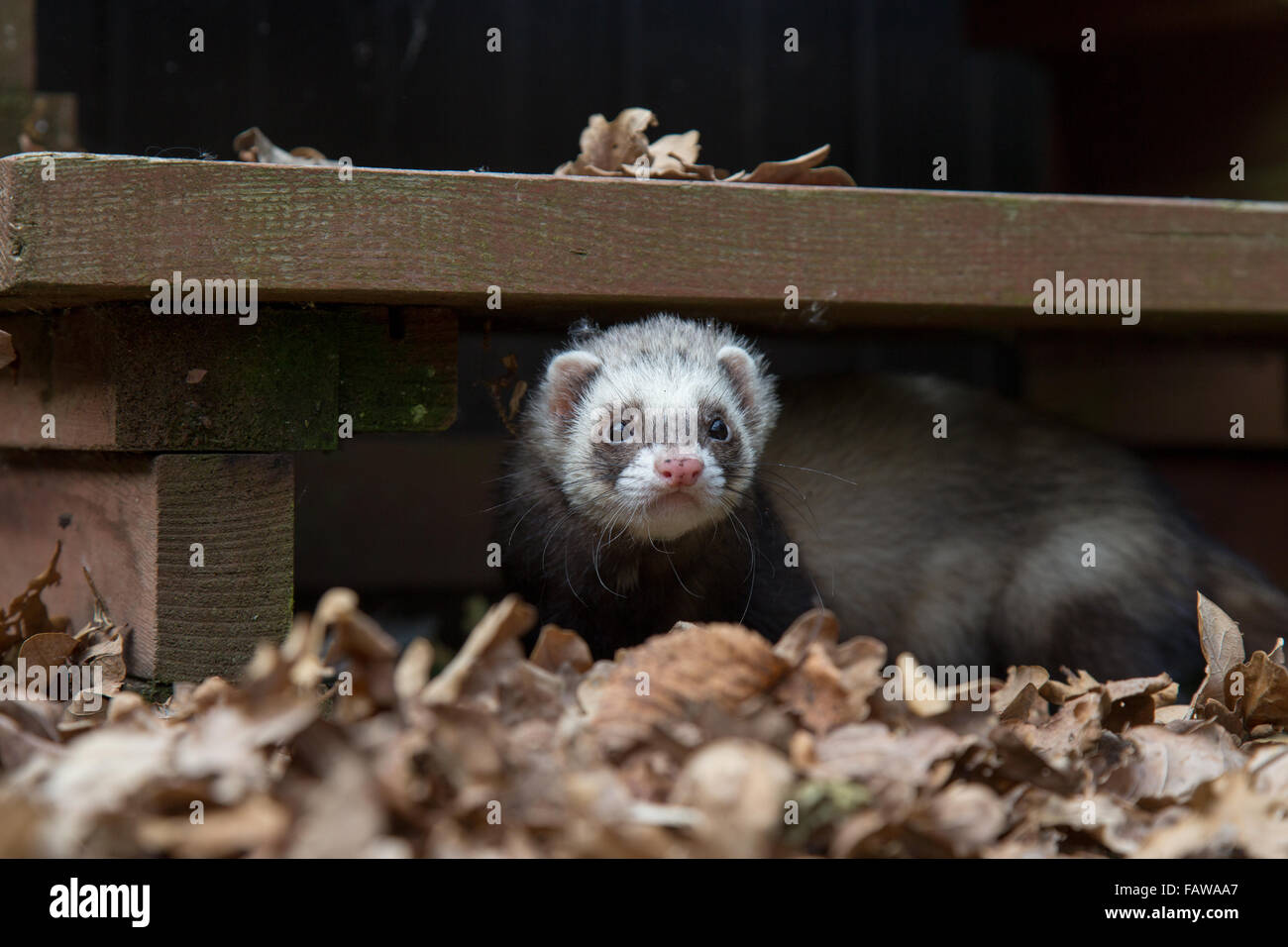 Male domestic ferret 'Mustela putorius furo' Stock Photo - Alamy