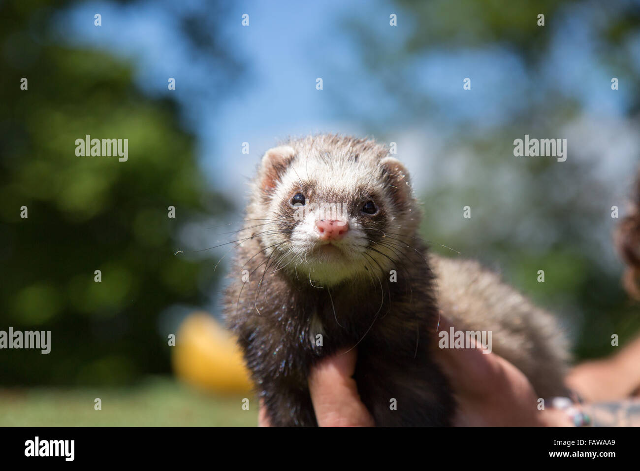 Mustela putorius furo hi-res stock photography and images - Alamy