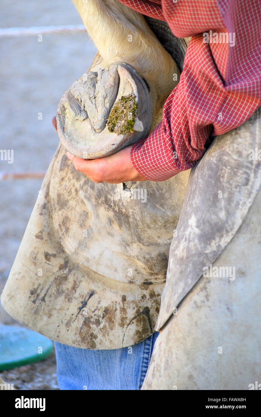 Male farrier working outdoors Stock Photo - Alamy