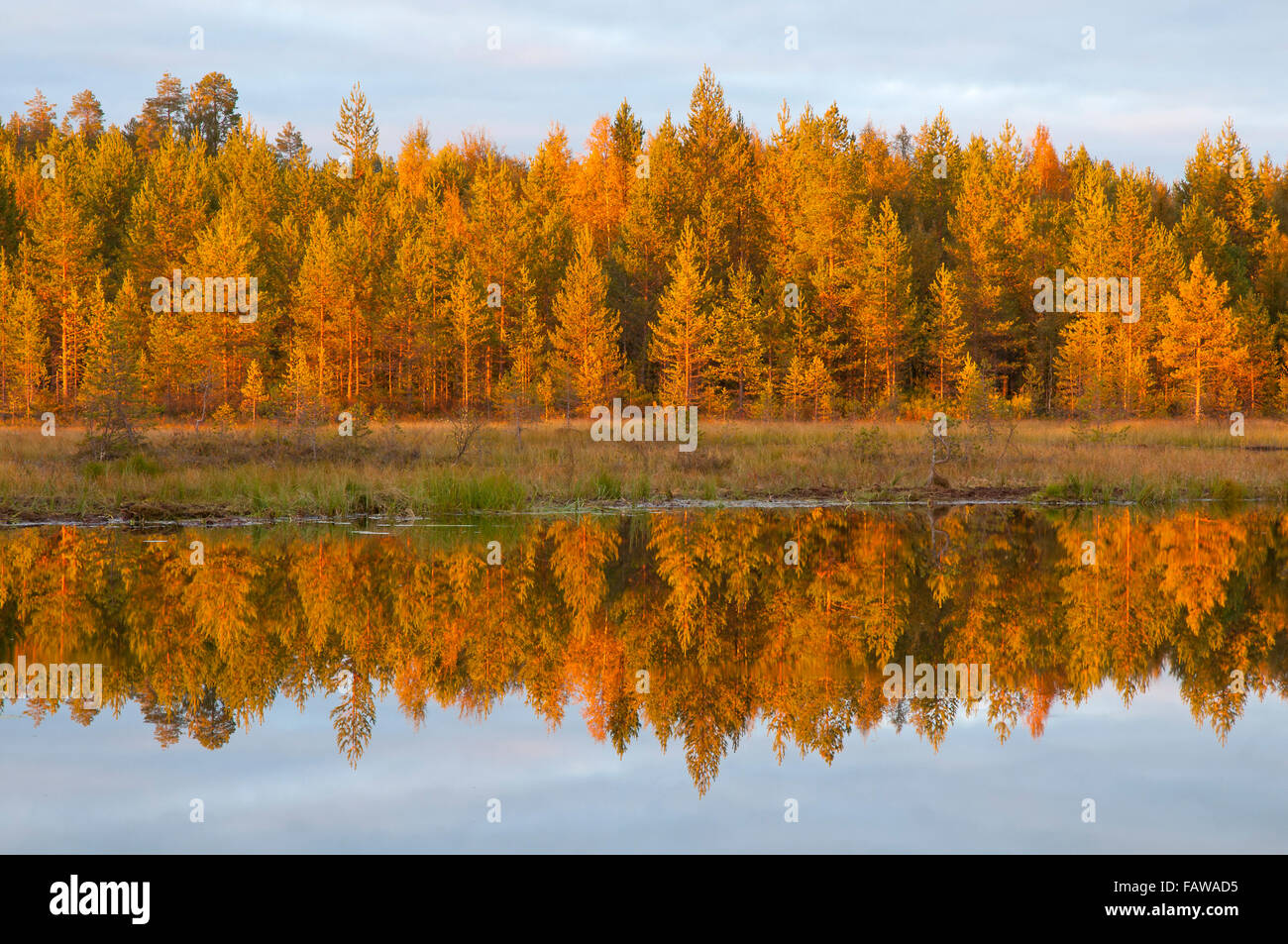 the colors in fall tundra Finnish Stock Photo - Alamy