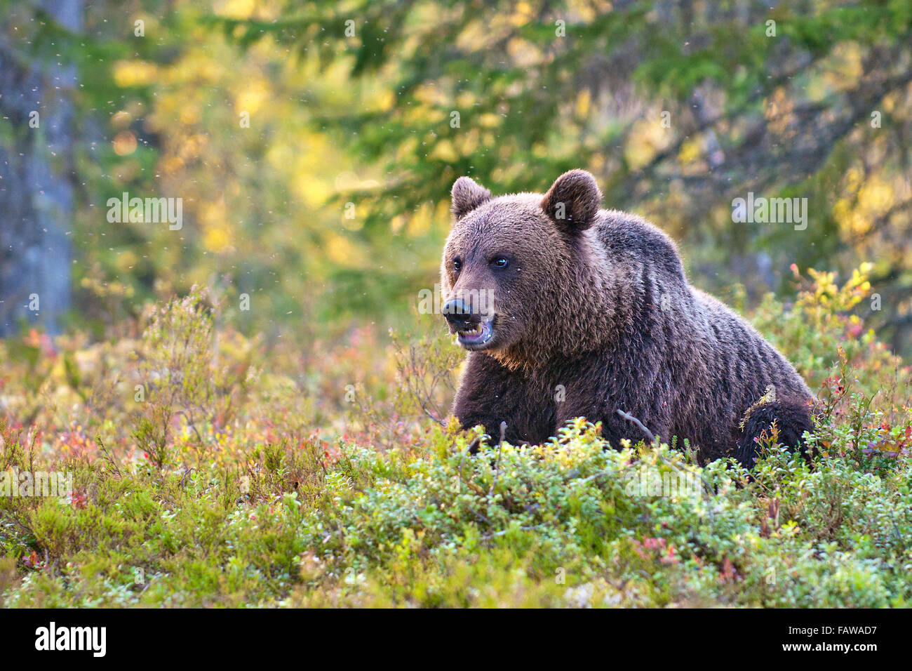 bear in the forest shows teeth Stock Photo - Alamy