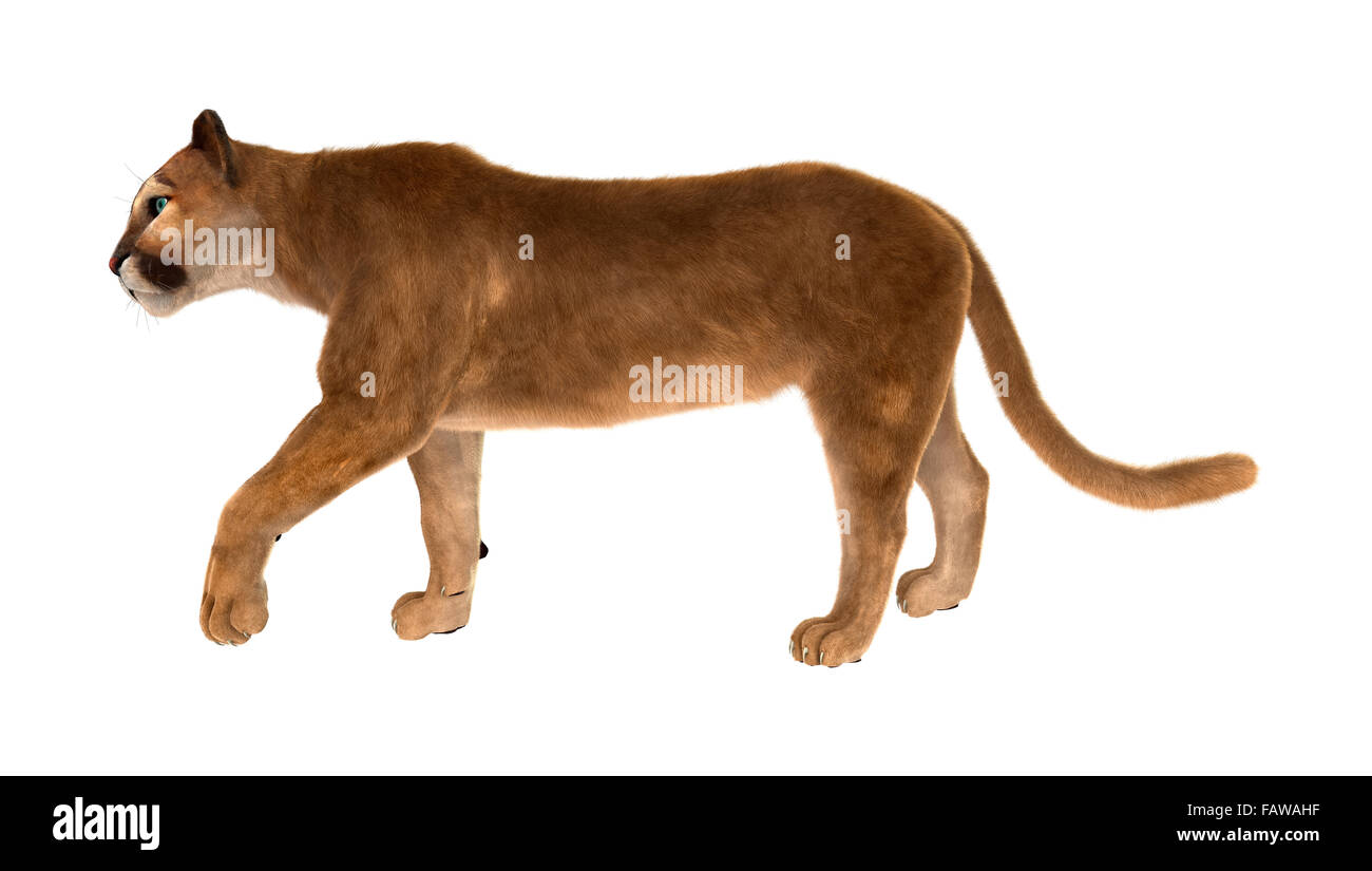 3D digital render of a big cat puma isolated on white background Stock ...