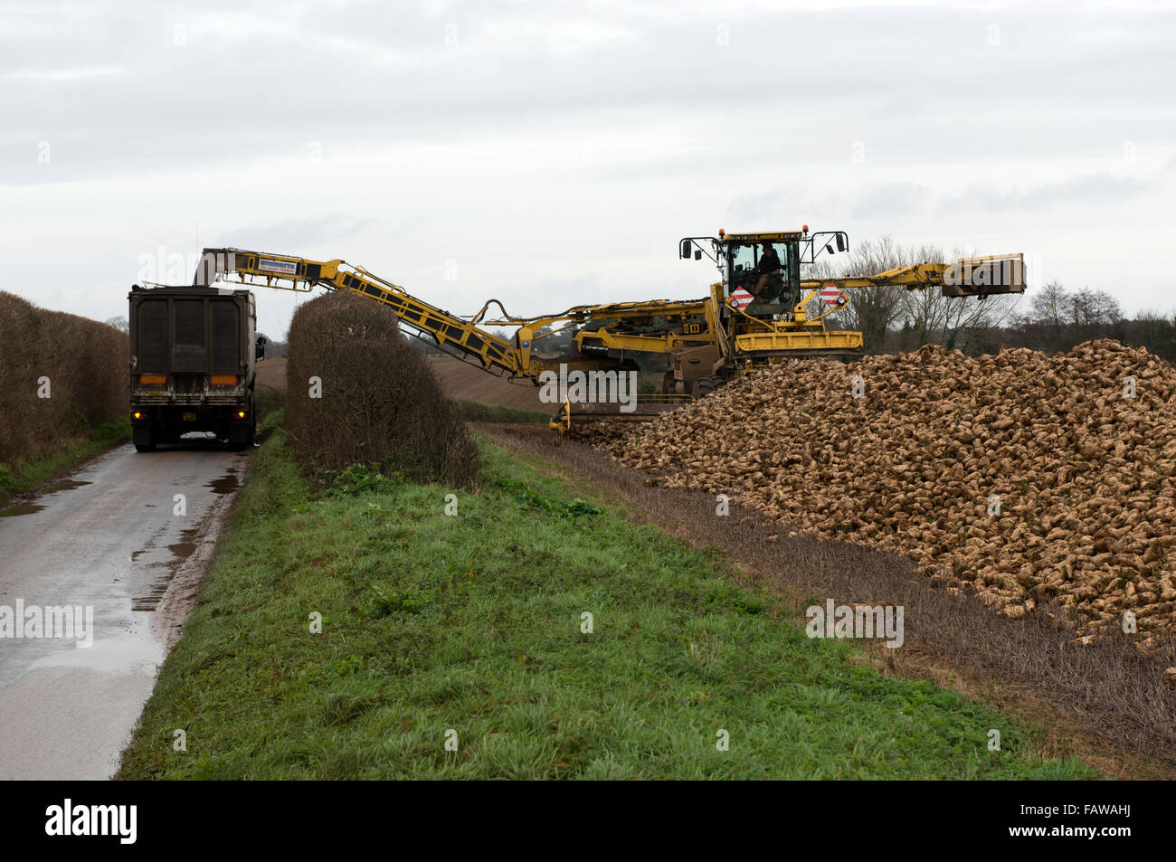 Ropa euro maus 4 sugar beet loader hi-res stock photography and images ...