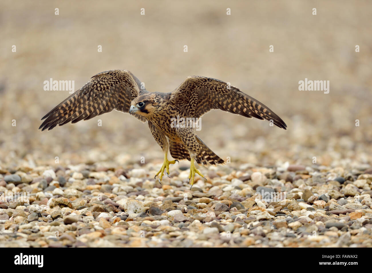 Young Peregrine Falcon ( Falco peregrinus ) training its flight skills ...