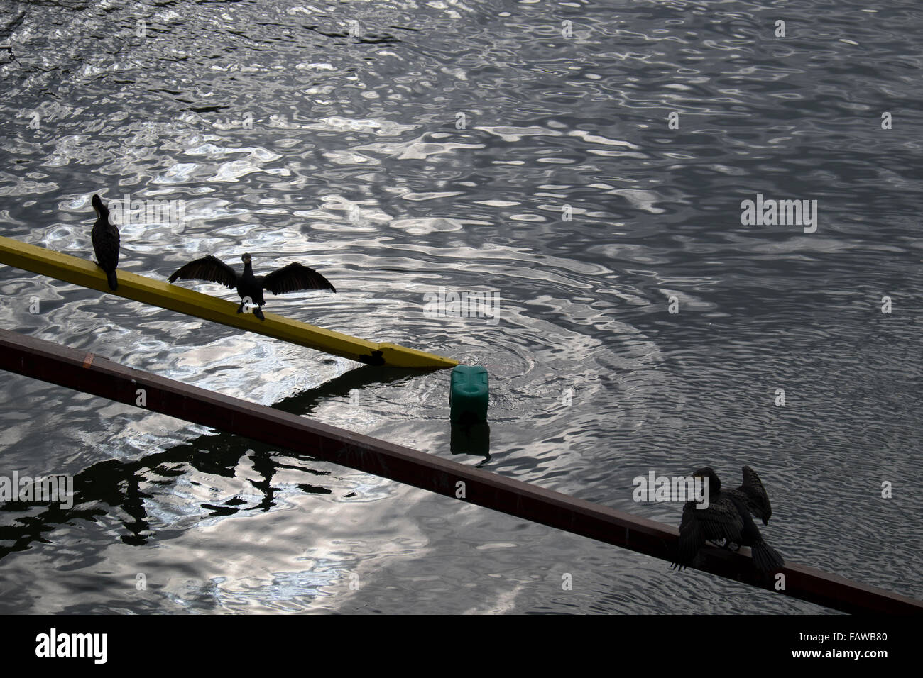 Birds in the rudders at Douro´s river Stock Photo - Alamy