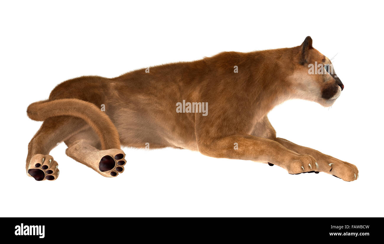 3D digital render of a big cat puma isolated on white background Stock ...