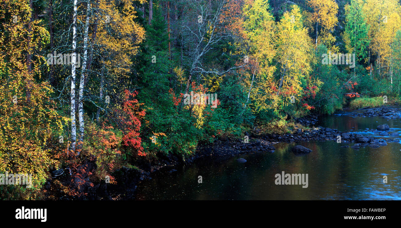 Autumn Trees in Oulanka National Park Kuusamo Finland Stock Photo - Alamy