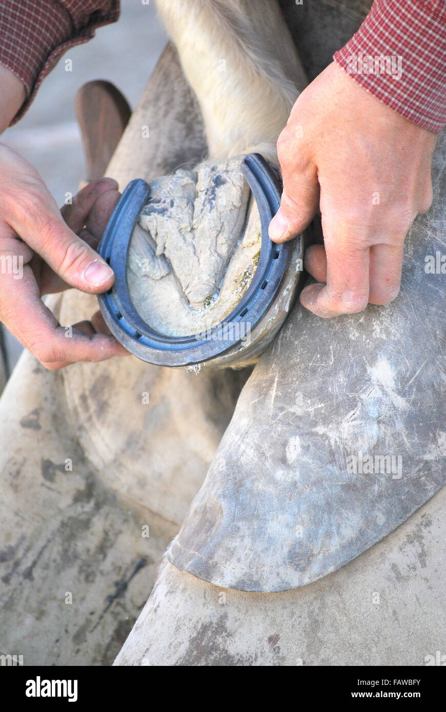 Male farrier working outdoors Stock Photo - Alamy